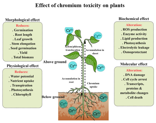 Chromium Toxicity in Plants: Signaling, Mitigation, and Future Perspectives