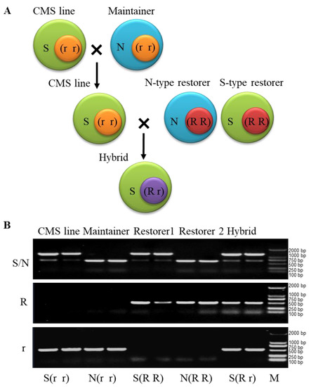 A Set of Molecular Markers to Accelerate Breeding and Determine Seed ...