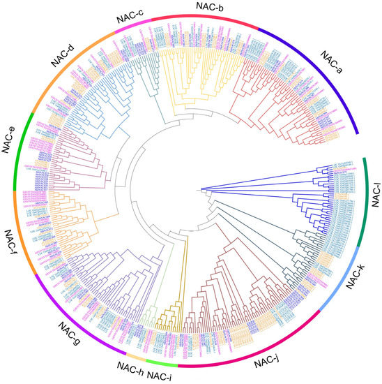 Identification of the NAC Transcription Factor Family during Early Seed ...