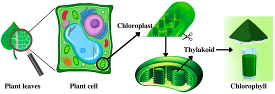 Chlorophylls as Natural Bioactive Compounds Existing in Food By ...