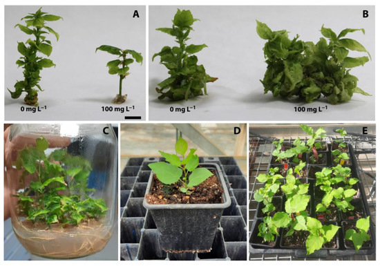 The Effect of Silver Nanoparticle Addition on Micropropagation of ...