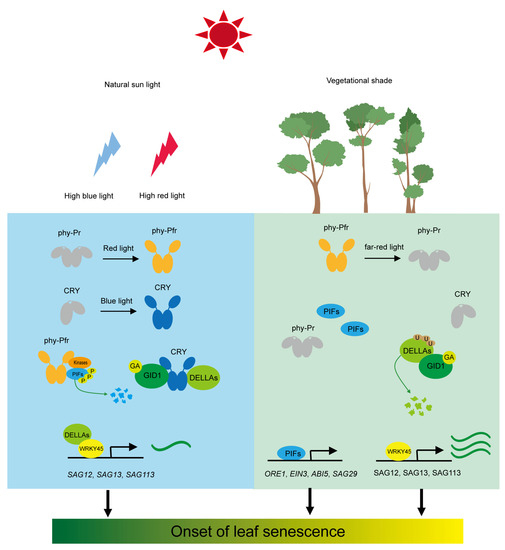 Shade-Induced Leaf Senescence in Plants