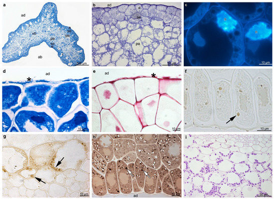 Labellum Features and Chemical Composition of Floral Scent in ...