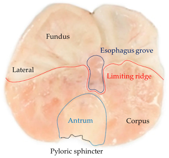 Protective Effect of the Phycobiliproteins from Arthrospira maxima on ...