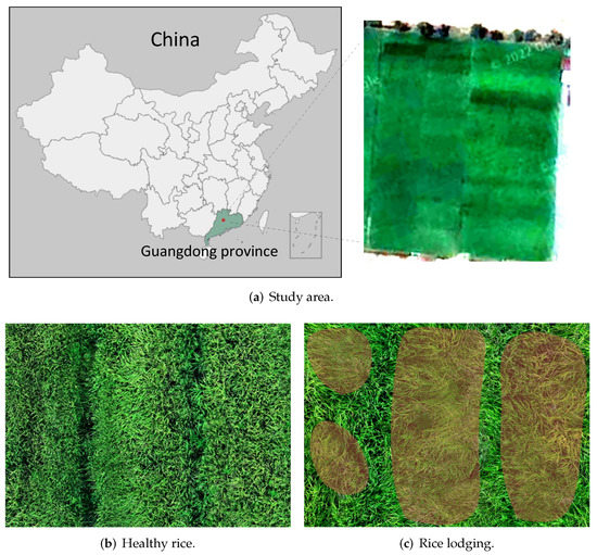 Lightweight Detection System with Global Attention Network (GloAN) for ...