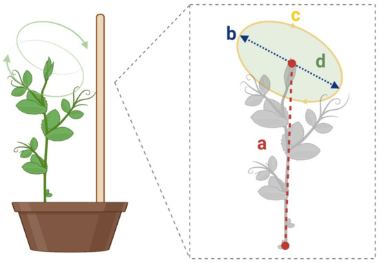 Decision-Making Underlying Support-Searching in Pea Plants