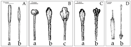 Evolution and Classification of Musaceae Based on Male Floral Morphology