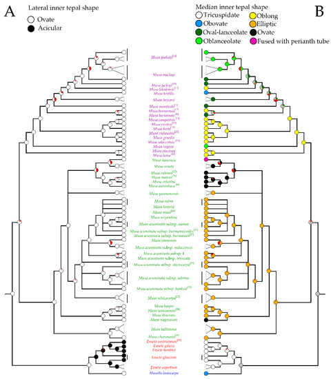 Evolution and Classification of Musaceae Based on Male Floral Morphology