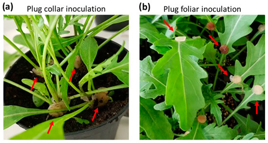 Active vs. Passive Thermal Imaging for Helping the Early Detection of ...