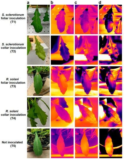 Active vs. Passive Thermal Imaging for Helping the Early Detection of ...