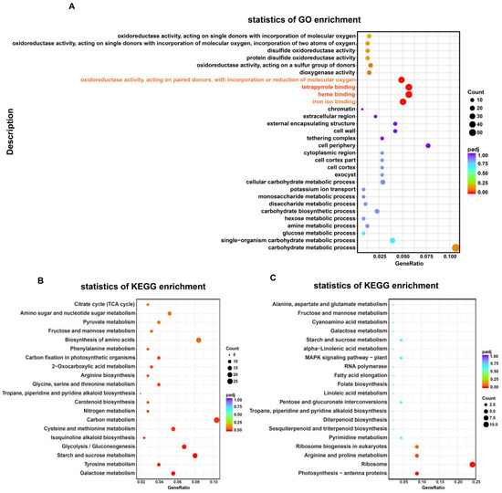 Transcriptomics and Metabolomics Analysis Provides Insight into Leaf Color and Photosynthesis ...