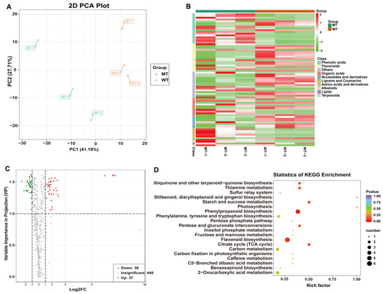 Transcriptomics and Metabolomics Analysis Provides Insight into Leaf Color and Photosynthesis ...