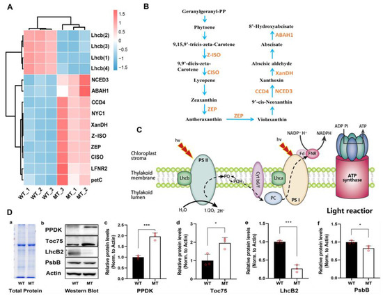 Transcriptomics and Metabolomics Analysis Provides Insight into Leaf Color and Photosynthesis ...