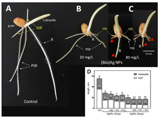 Exogenously Applied Cyclitols and Biosynthesized Silver Nanoparticles ...