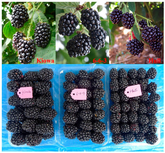 Breeding and Growth Performance of ‘Ningzhi 4’, a New Blackberry ...