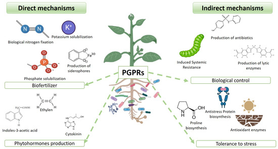 A Look at Plant-Growth-Promoting Bacteria