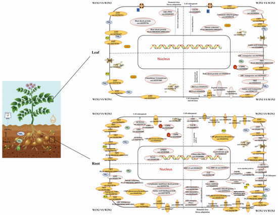 Analysis of Potato Physiological and Molecular Adaptation in Response ...