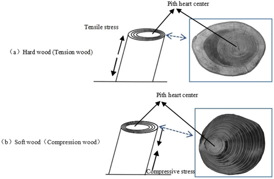 Structural Characteristics of Reaction Tissue in Plants