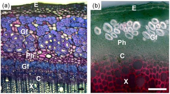 Structural Characteristics of Reaction Tissue in Plants