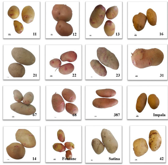 Antioxidant Compounds of Potato Breeding Genotypes and Commercial ...
