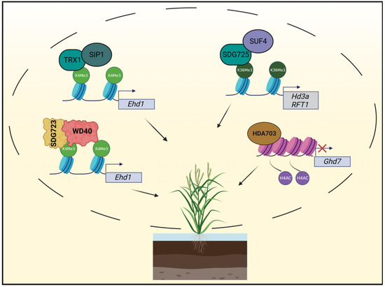 Unlocking the Secret to Higher Crop Yield: The Potential for Histone ...