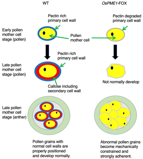 Maintenance of Methyl-Esterified Pectin Level in Pollen Mother-Cell ...