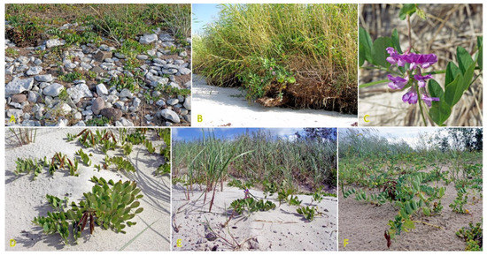 Halophytic Clonal Plant Species: Important Functional Aspects for ...