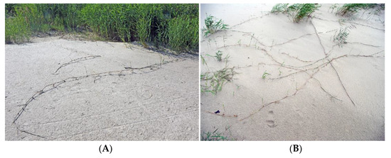 Halophytic Clonal Plant Species: Important Functional Aspects for ...