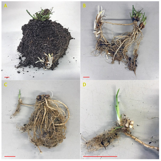 Halophytic Clonal Plant Species: Important Functional Aspects for ...