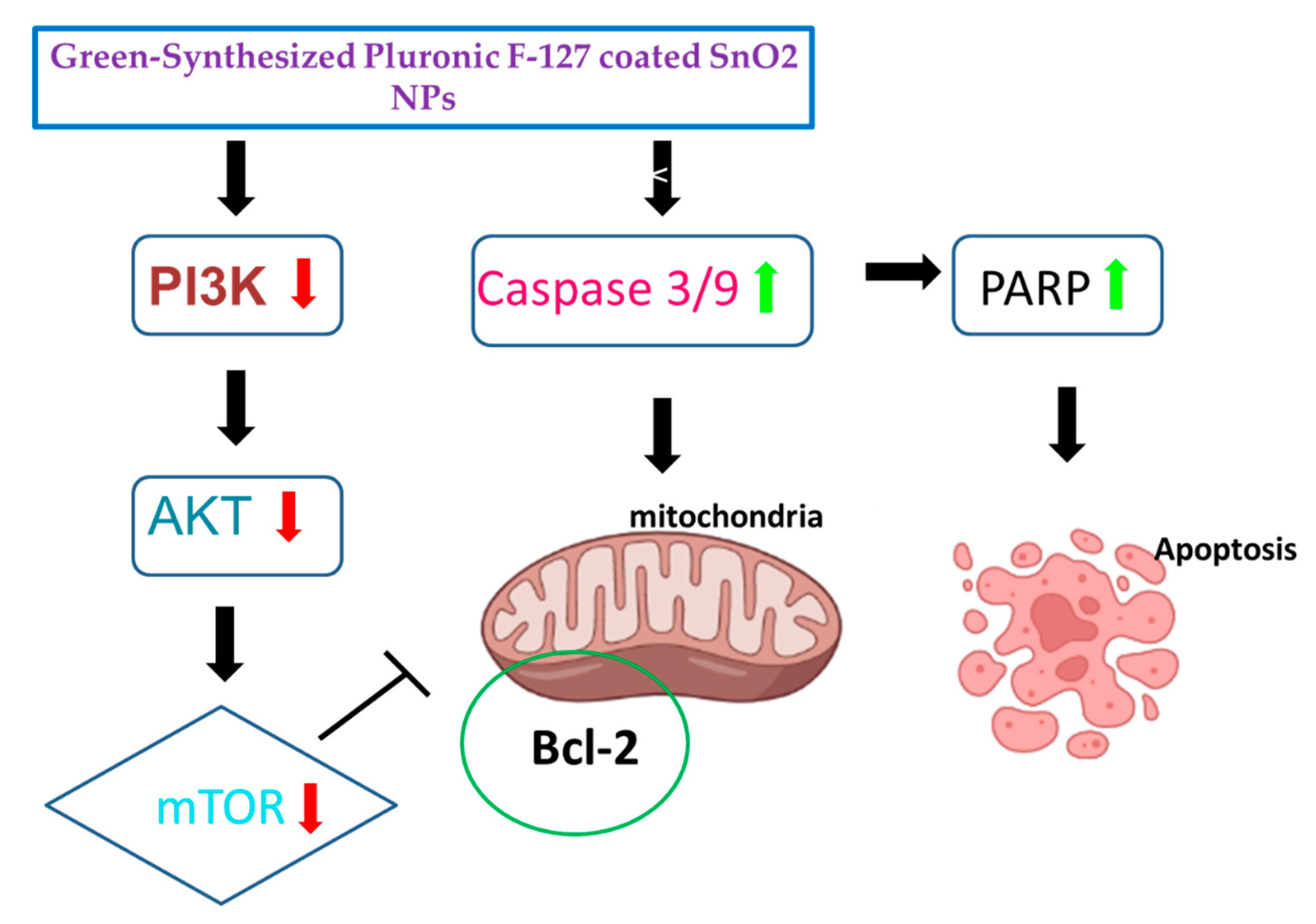 Pluronic-F-127-Passivated SnO2 Nanoparticles Derived by Using Polygonum ...