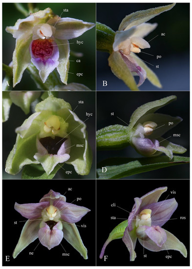 Epipactis bucegensis—A Separate Autogamous Species within the E ...