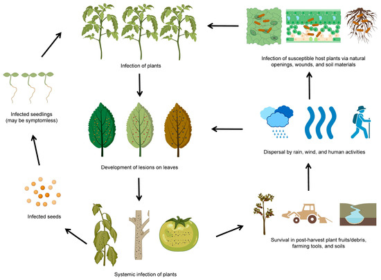 Detection, Diagnosis, and Preventive Management of the Bacterial Plant ...