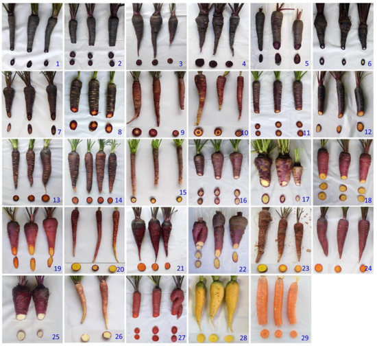 Plants | Free Full-Text | Characterization of Purple Carrot Germplasm for Antioxidant Capacity ...