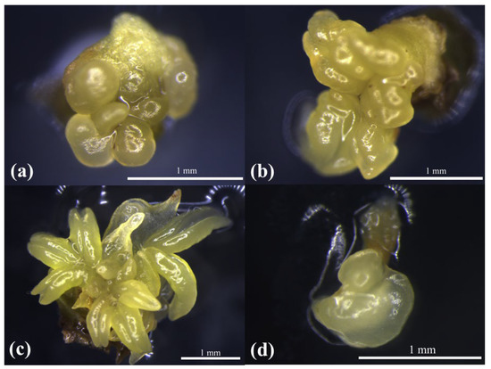 Induction of Axillary Bud Swelling of Hevea brasiliensis to Regenerate ...
