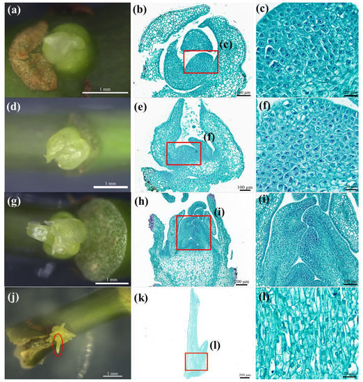 Induction of Axillary Bud Swelling of Hevea brasiliensis to Regenerate ...
