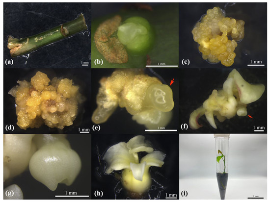 Induction of Axillary Bud Swelling of Hevea brasiliensis to Regenerate ...