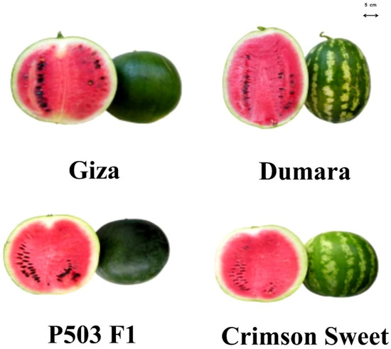 Functional Quality and Radical Scavenging Activity of Selected ...