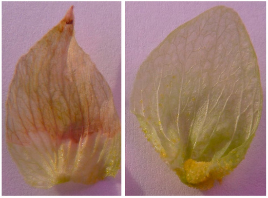 Humulus lupulus L. Strobilus Photosynthetic Capacity and Carbon ...