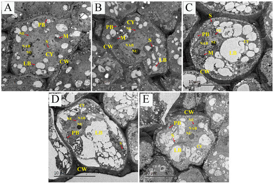 iTRAQ-Based Proteomic and Physiological Analyses Reveal the Mechanisms of Dehydration and ...