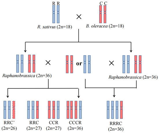Identification, Characterization, and Cytological Analysis of Several ...