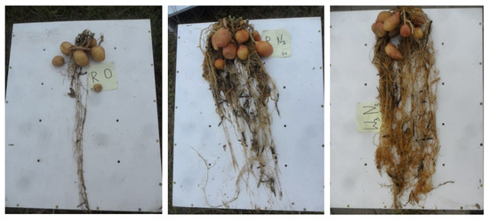 Effect of Deep Placement Fertilization on the Distribution of Biomass, Nutrients, and Root ...