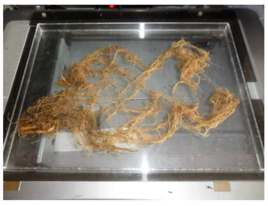 Effect of Deep Placement Fertilization on the Distribution of Biomass ...