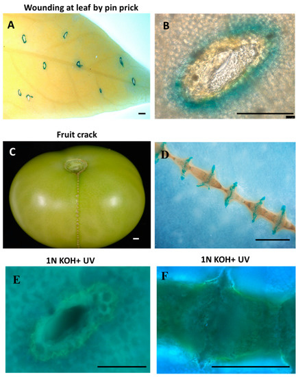The Tomato Feruloyl Transferase FHT Promoter Is an Accurate Identifier ...