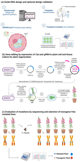 The Potential of CRISPR/Cas Technology to Enhance Crop Performance on ...