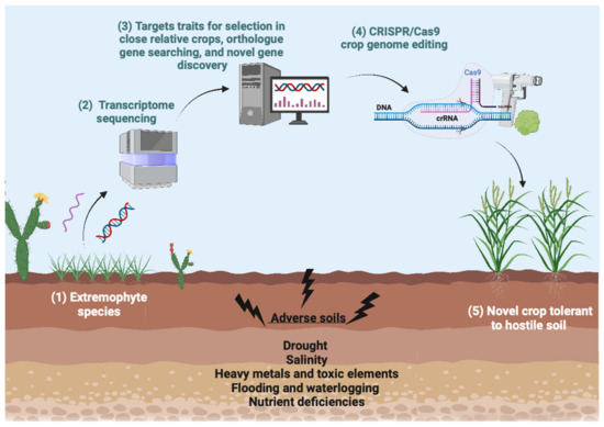 The Potential of CRISPR/Cas Technology to Enhance Crop Performance on ...