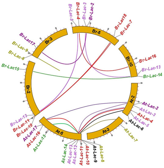 A Genome-Wide Identification and Expression Pattern of LMCO Gene Family ...