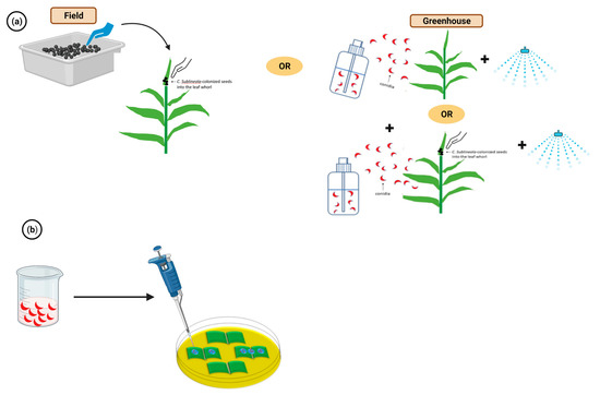 Plants | Free Full-Text | Inoculation and Screening Methods for Major Sorghum Diseases Caused by ...