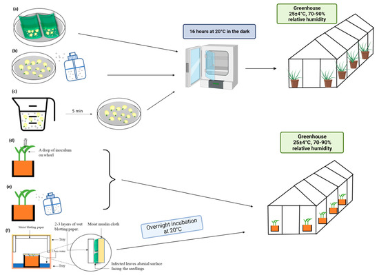 Plants | Free Full-Text | Inoculation and Screening Methods for Major ...