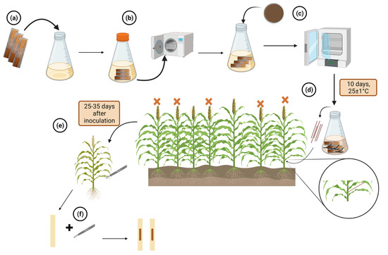 Plants | Free Full-Text | Inoculation and Screening Methods for Major ...