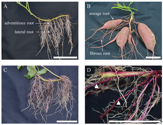 Effect of Growth Stages on Anthocyanins and Polyphenols in the Root ...